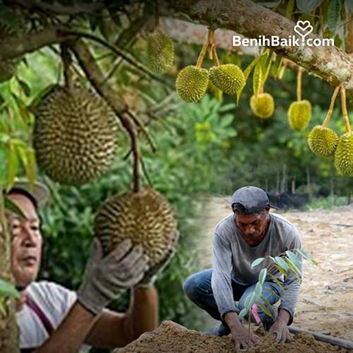 Penanaman 1000 Pohon Duren di Kabupaten Tabanan dan Buleleng, Bali ...